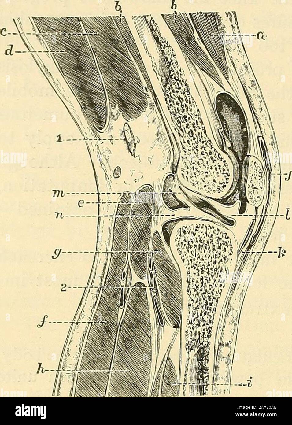 Bursa tissue hi-res stock photography and images - Alamy