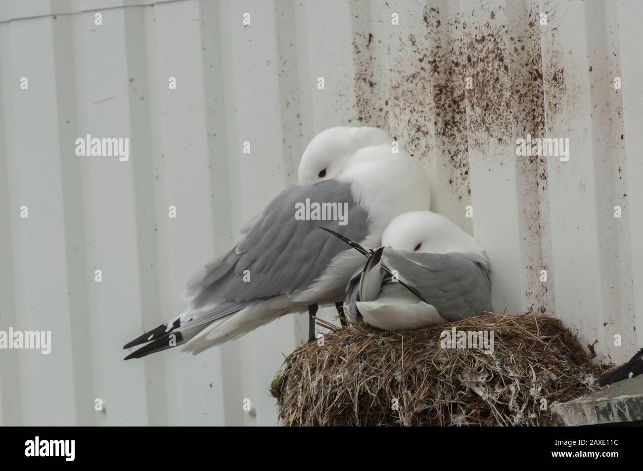 Kittiwake (Rissa tridactyla), nesting above windows, Båtsfjord ...