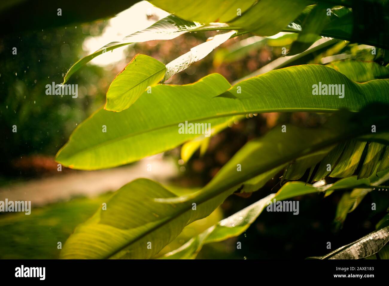 Lush greenery outside hi-res stock photography and images - Alamy