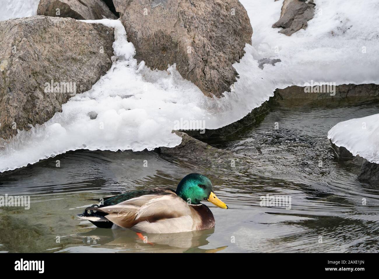 Strange markings animal hi-res stock photography and images - Alamy