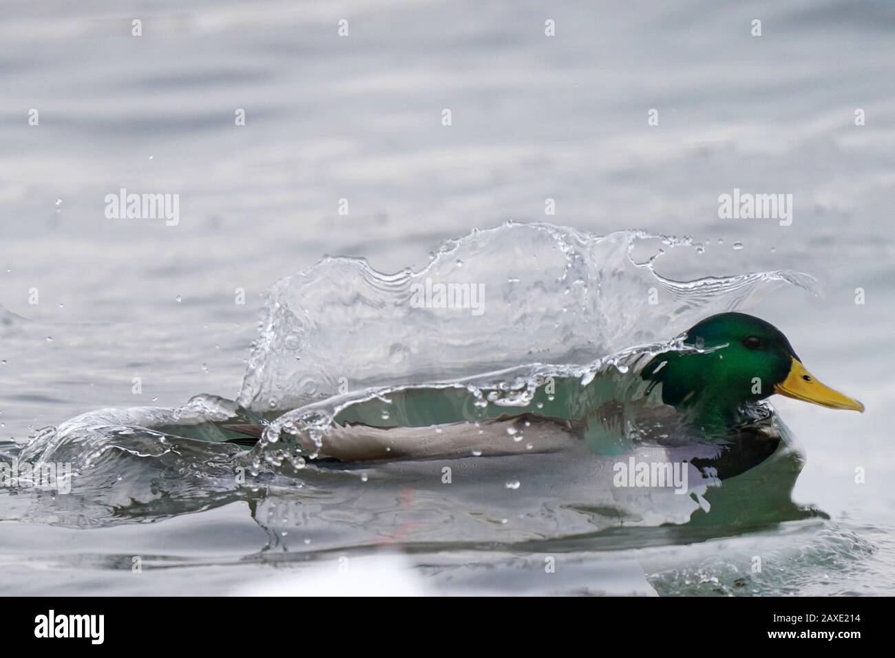 Distinctive ducks with green heads hi-res stock photography and images ...