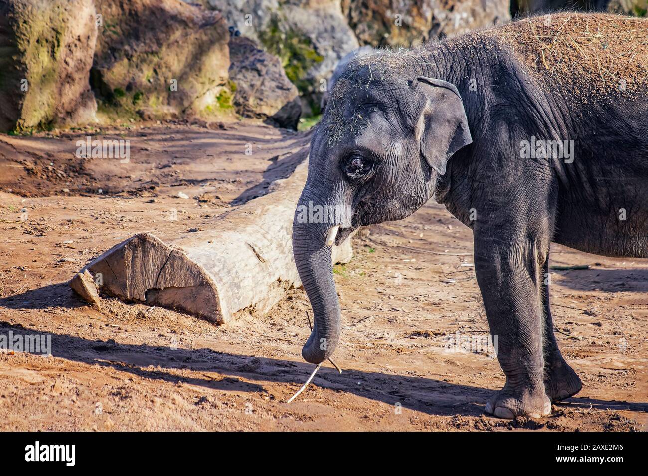 Cute Baby Indian Elephant