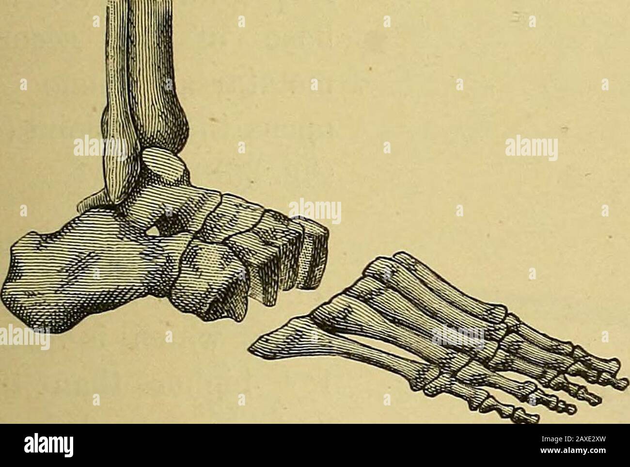 The surgeon's handbook on the treatment of wounded in war : a prize ...