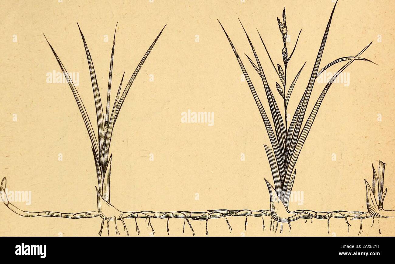 One capitula hi-res stock photography and images - Alamy