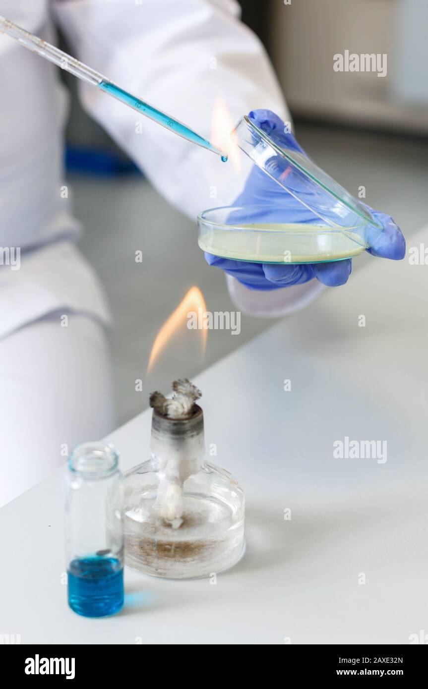 Laboratory assistant analyzes bacterium sample using medical equipment ...