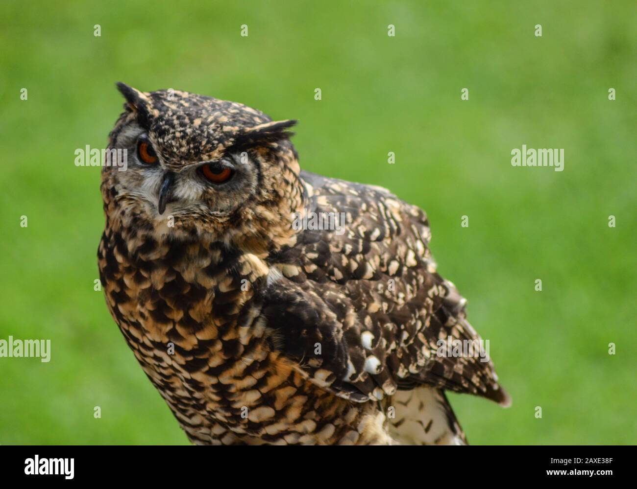 Great eagle owl isolated with copy space taken in South Africa Stock ...