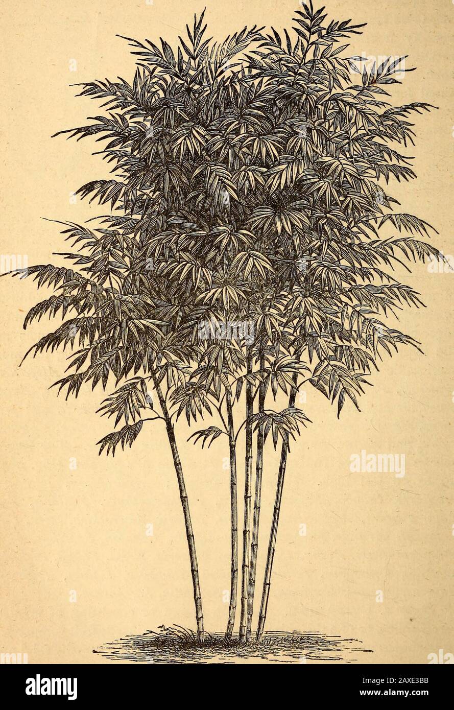 Bract scales hi-res stock photography and images - Alamy