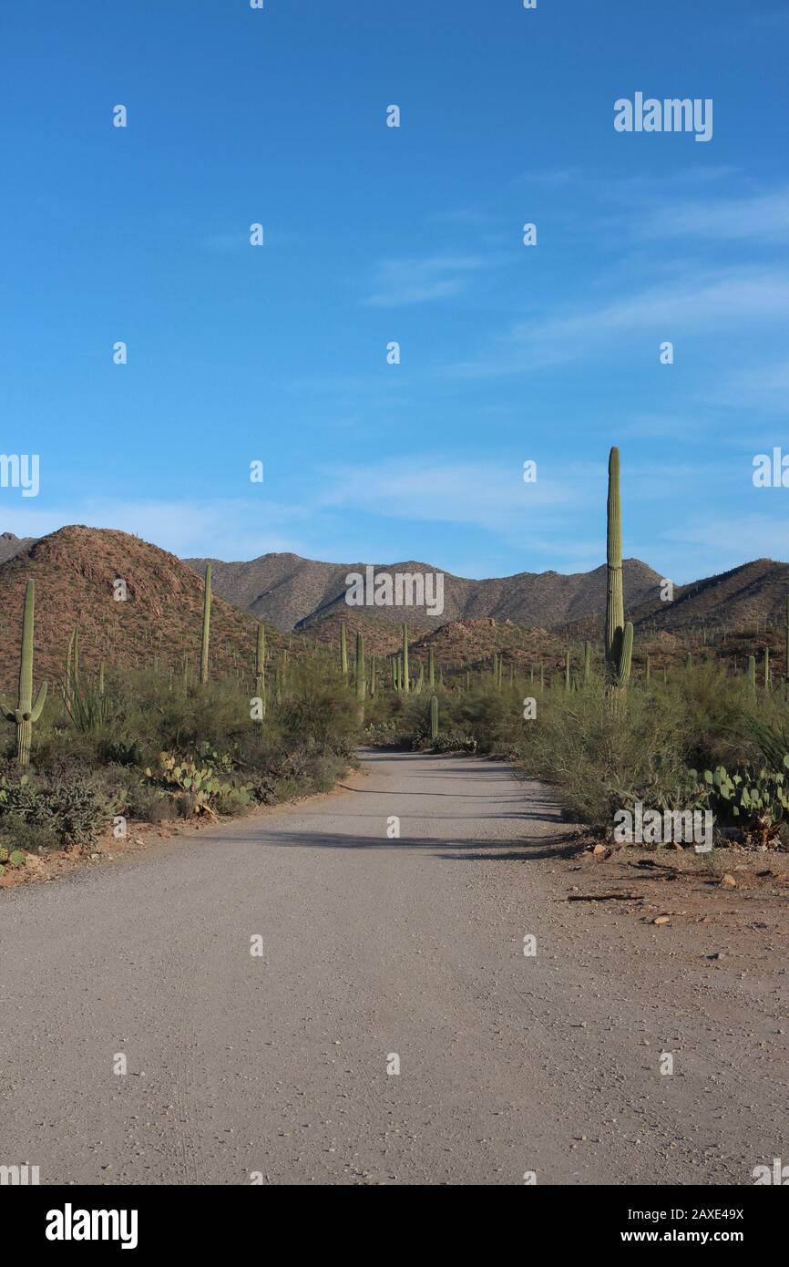 Bajada loop drive saguaro hi-res stock photography and images - Alamy
