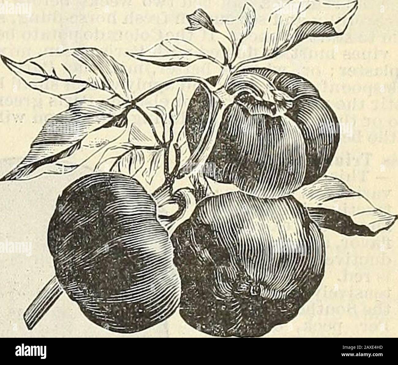 Illustrated hand book : Rawson's vegetable & flower seeds / W.WRawson ...