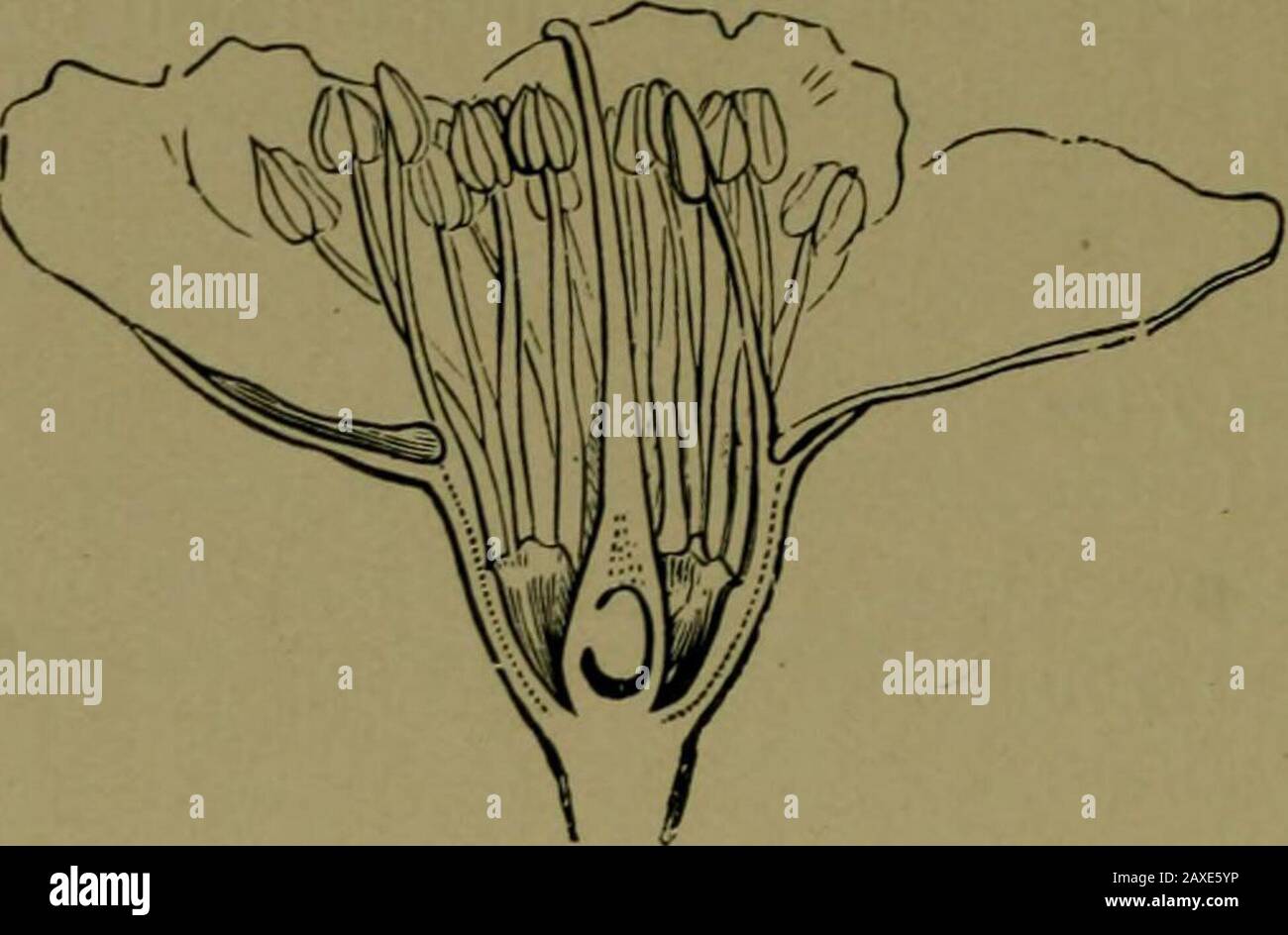 Thepetals hi-res stock photography and images - Alamy