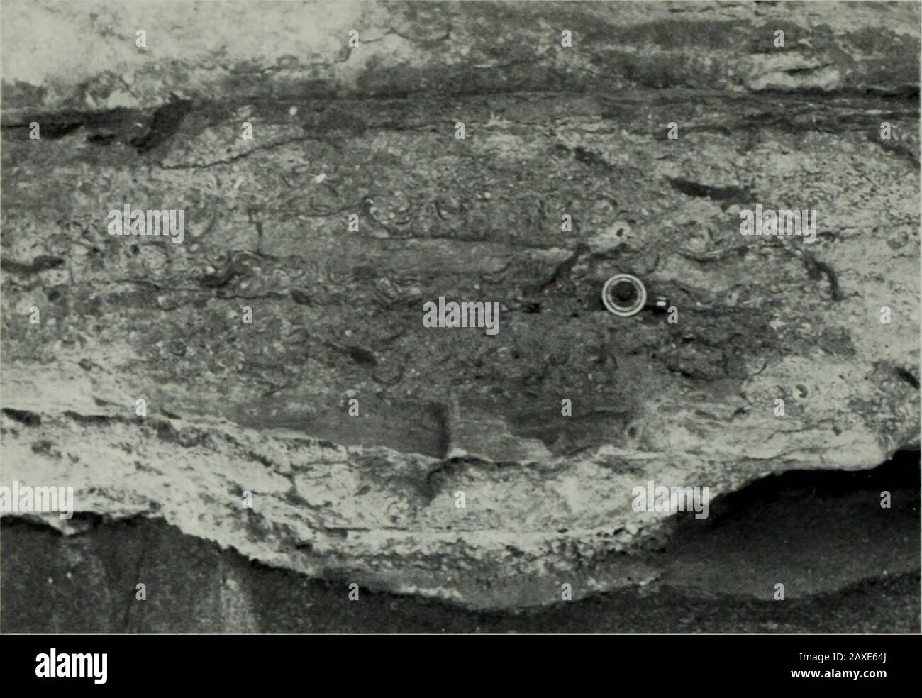 Annals of the South African MuseumAnnale van die Suid-Afrikaanse Museum ...