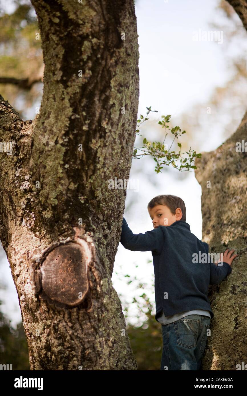 Little boy climbing trees Stock Photo - Alamy