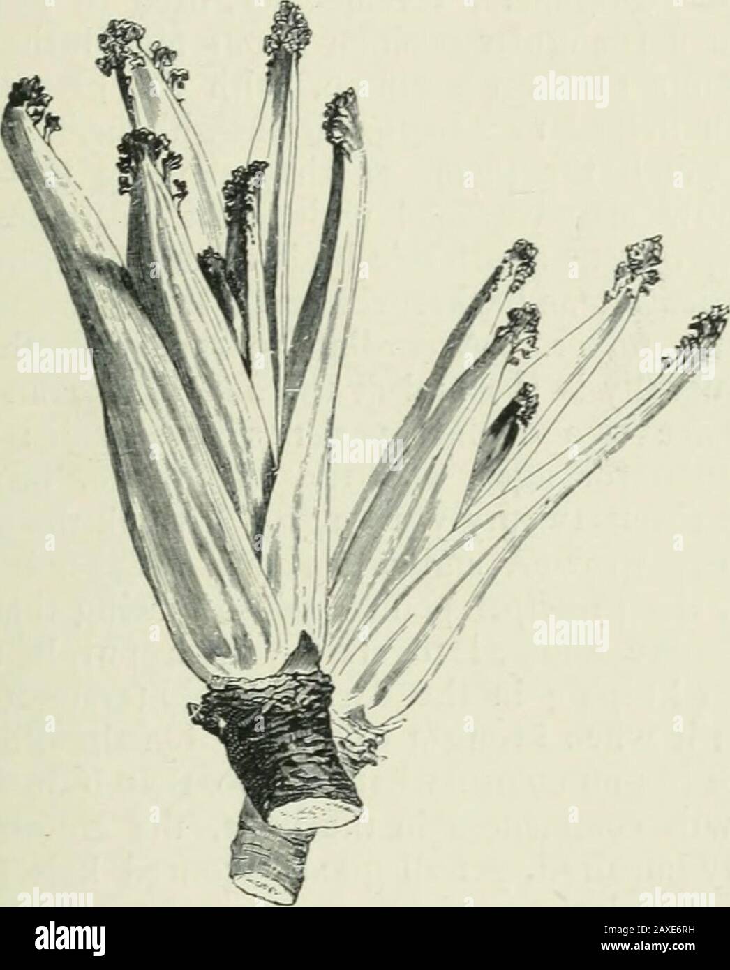 Inky mark hi-res stock photography and images - Alamy