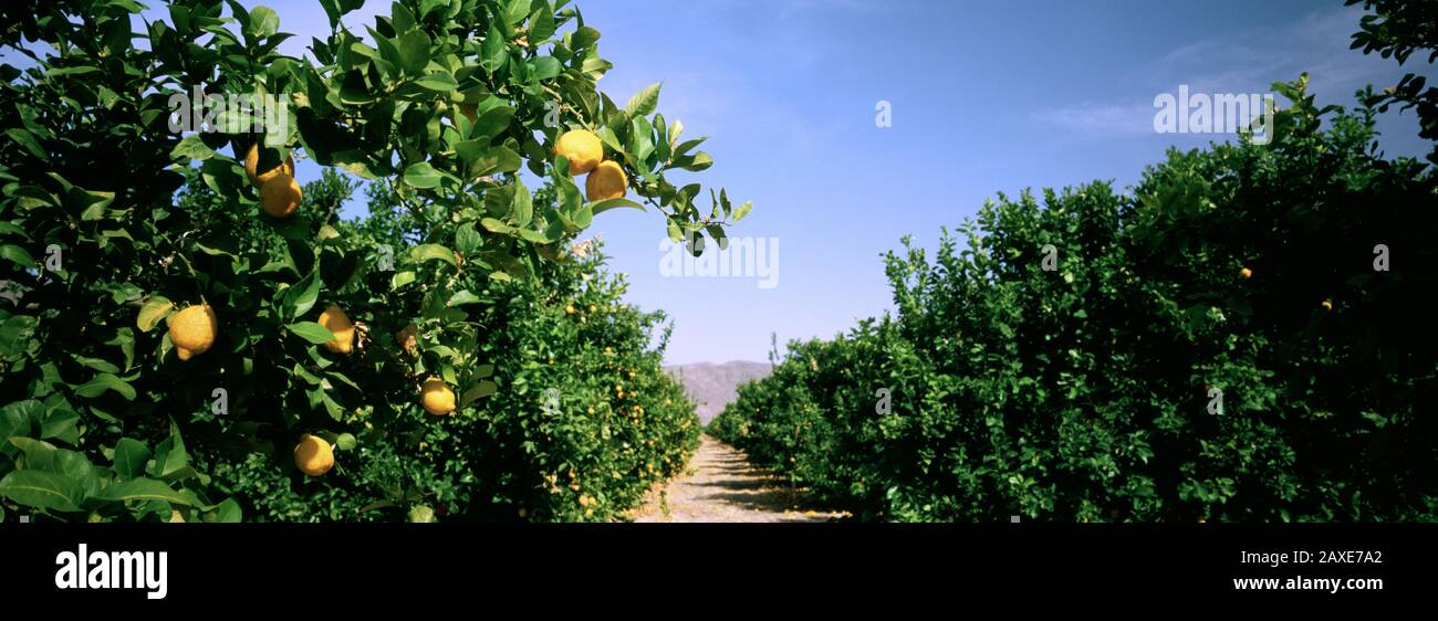 Crop Of Lemon Orchard, California, USA Stock Photo - Alamy