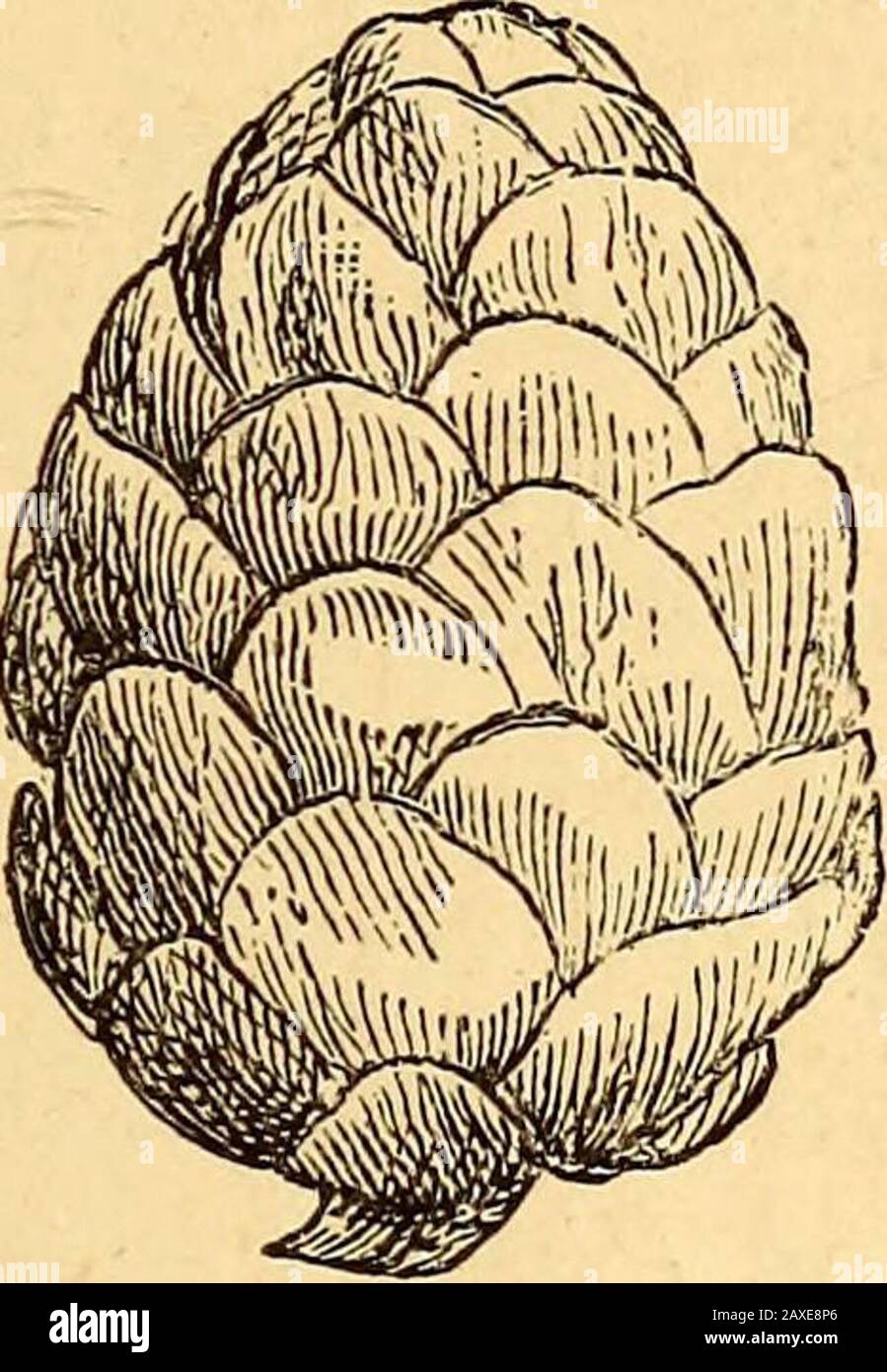Text-book of structural and physiological botany Stock Photo - Alamy