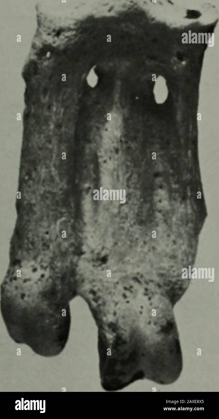 Inguza hi-res stock photography and images - Alamy