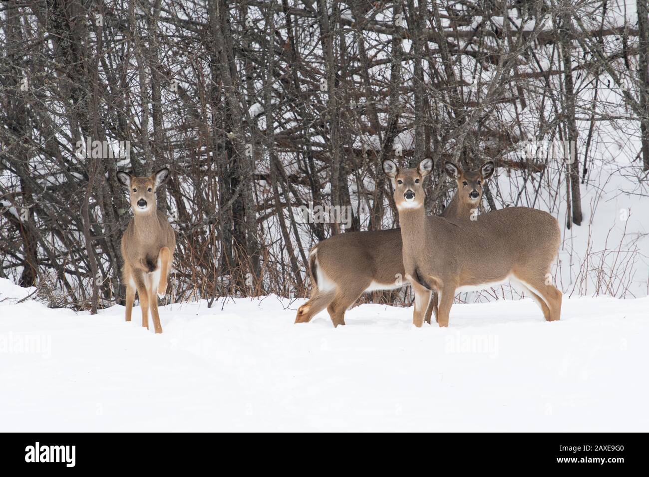 White Tailed Deer Herd High Resolution Stock Photography and Images - Alamy
