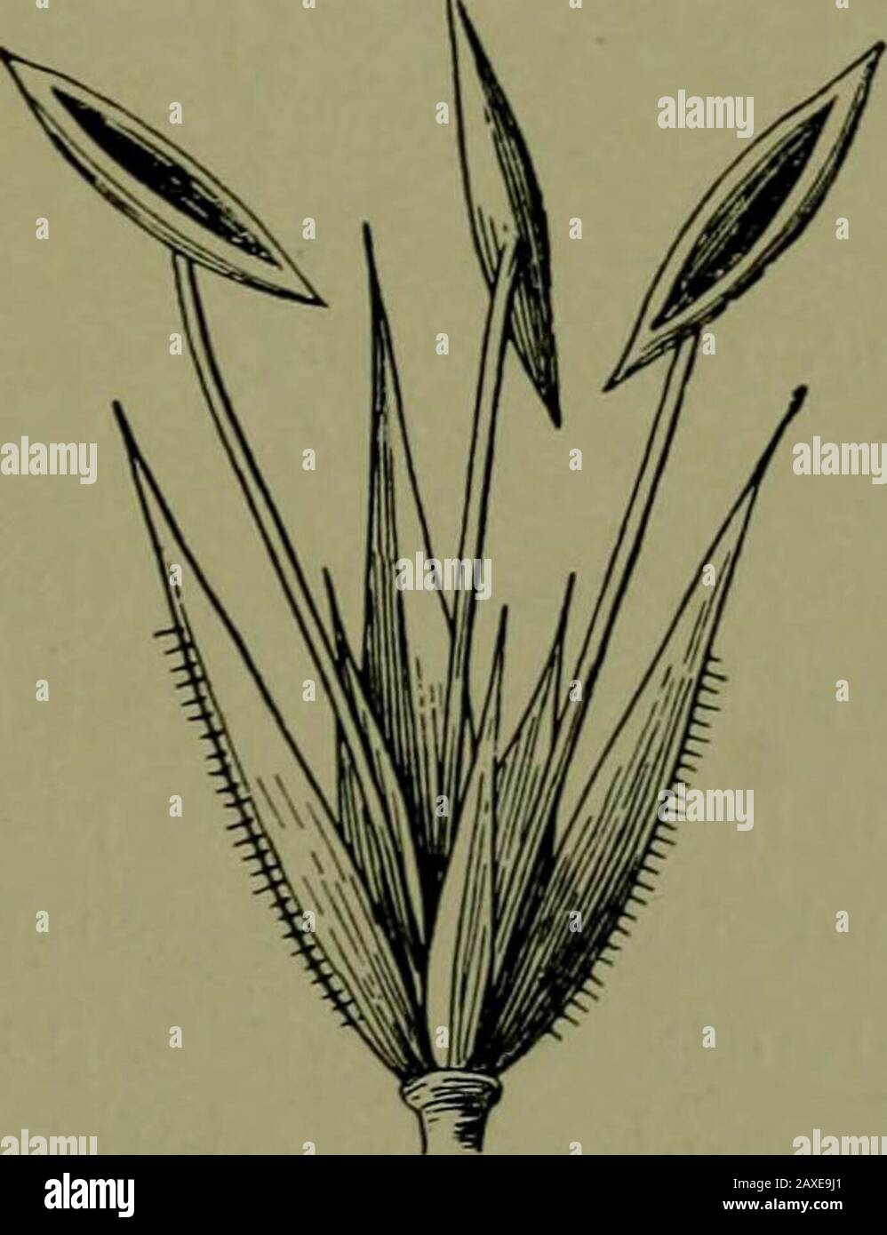 Plants and their ways in South Africa . ms nobilis, L., with two glands ...