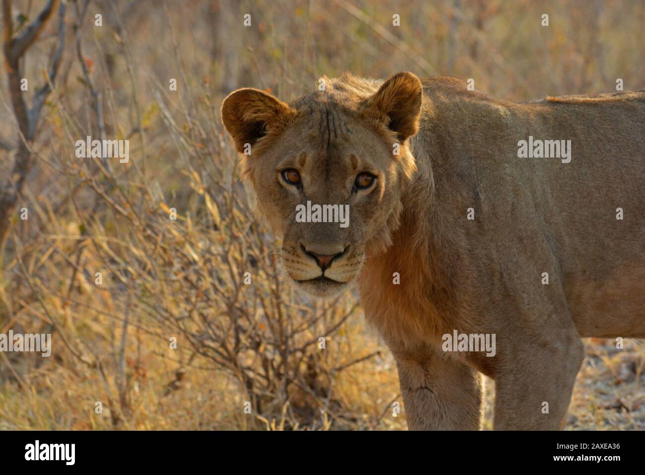 A young male lion locks his eyes on a target preparing to hunt Stock ...