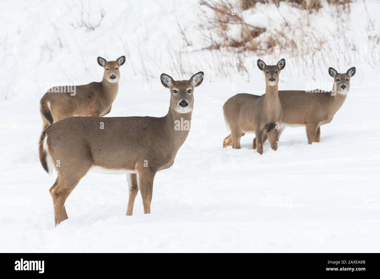 White fur coats hi-res stock photography and images - Alamy