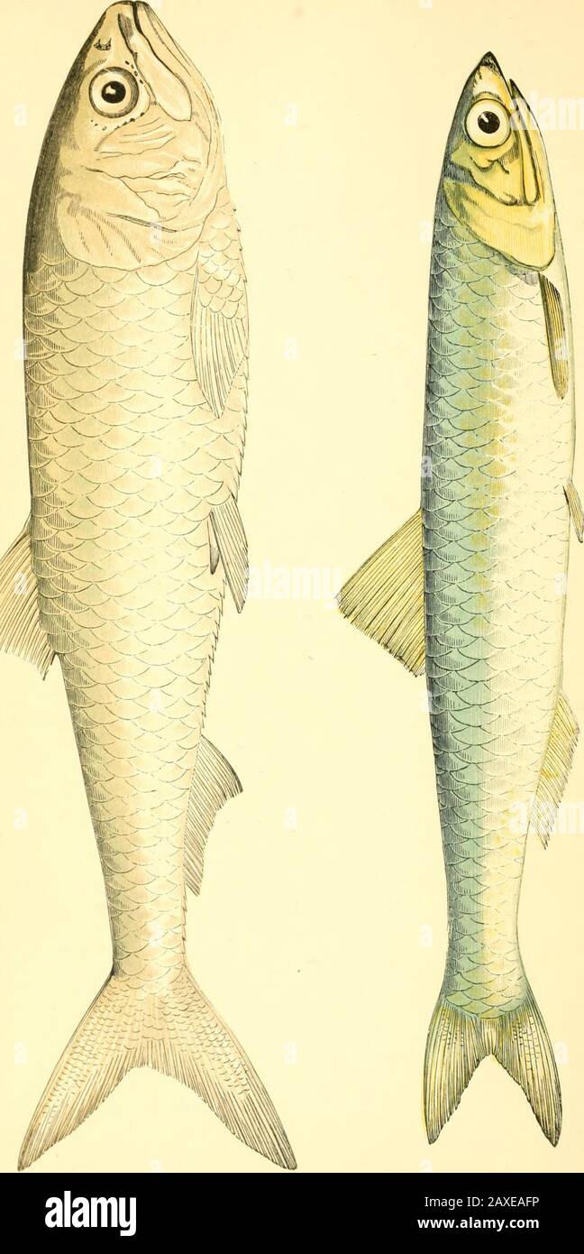 Scale finned hi-res stock photography and images - Alamy