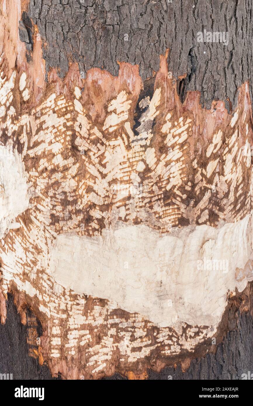 North american beaver wood hi-res stock photography and images - Alamy