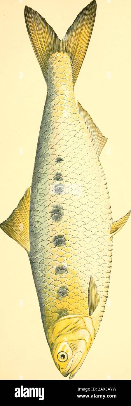 Gill covers hi-res stock photography and images - Alamy