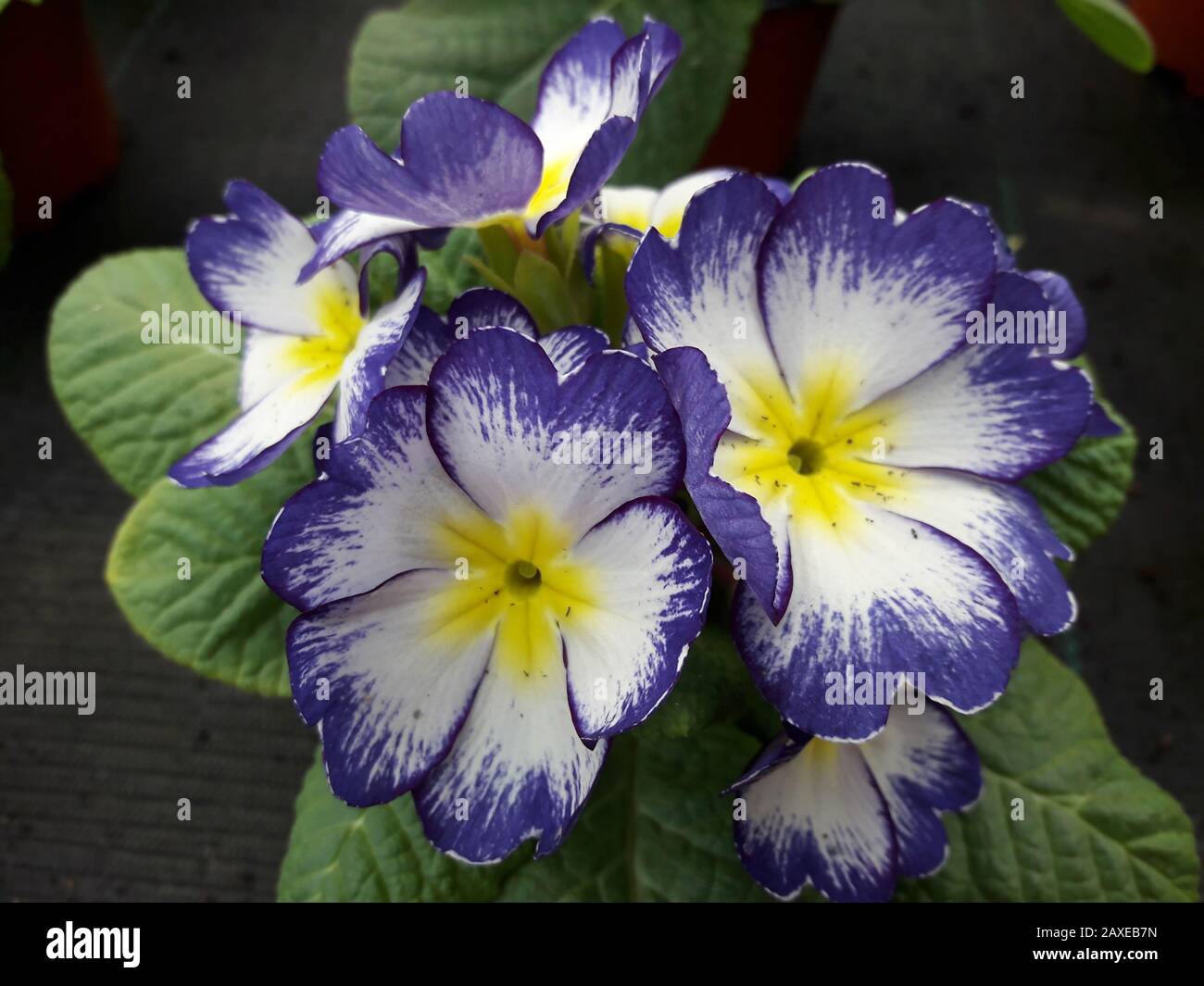 Blue Primroses , Droitwich Spa, England, United Kingdom, 11/02/2020 ...