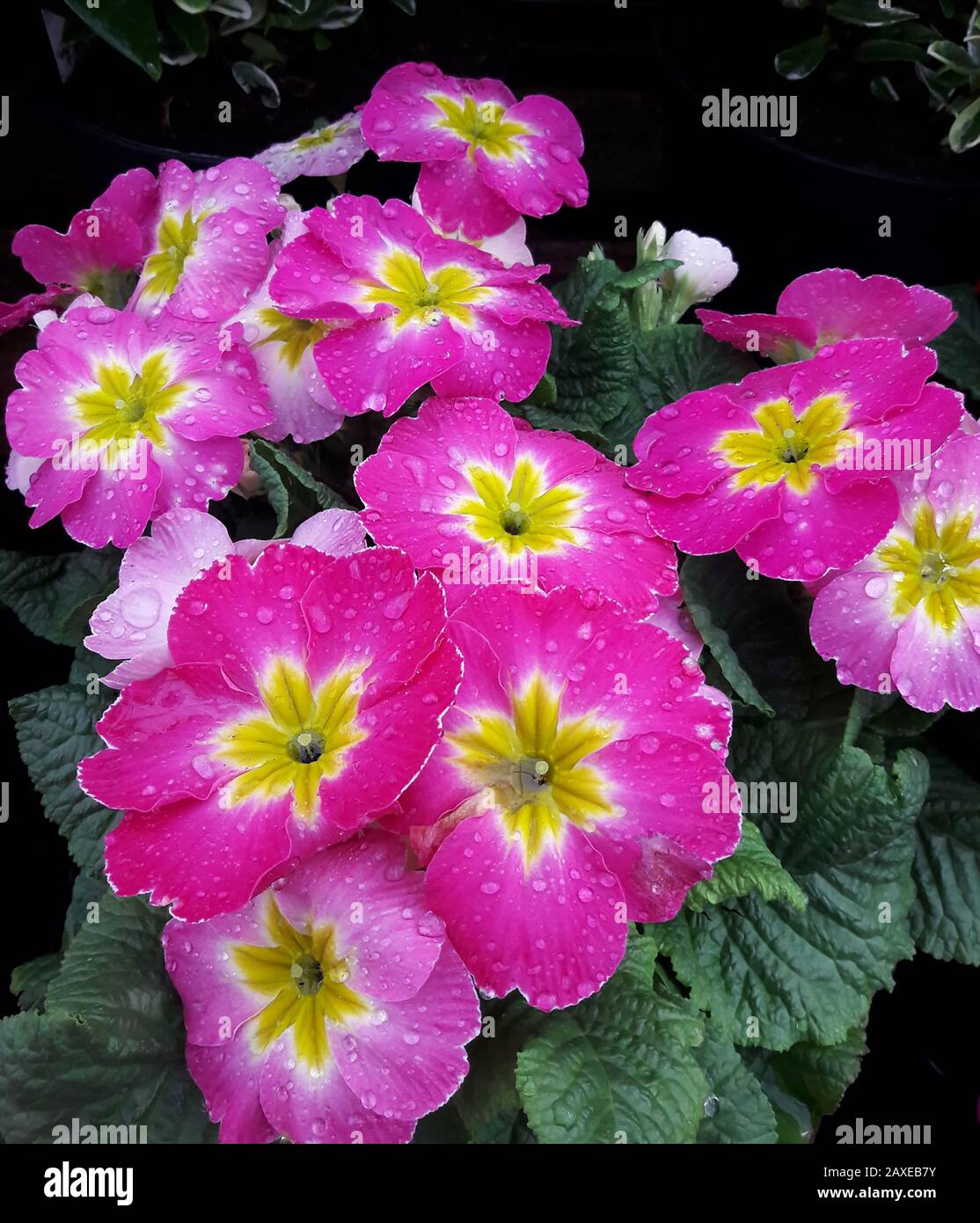 Pink Primroses , Droitwich Spa, England, United Kingdom, 11/02/2020 ...