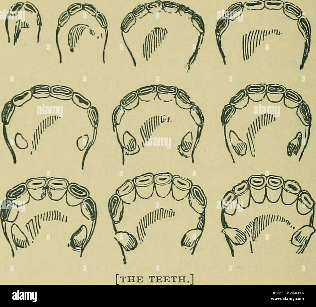 Veterinary medicine, animal castration, surgery and obstetrics ...