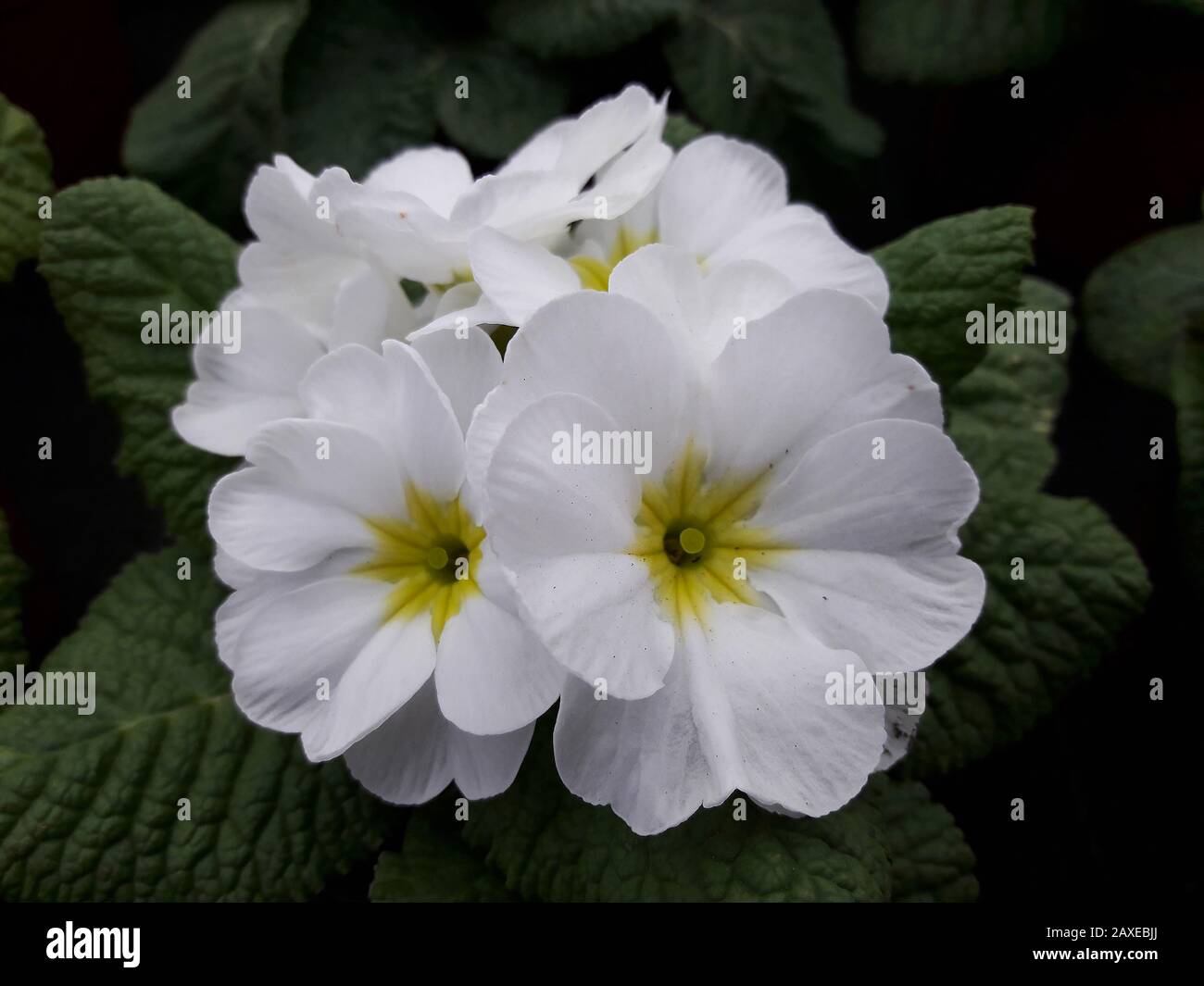 White Primroses , Droitwich Spa, England, United Kingdom, 11/02/2020 ...