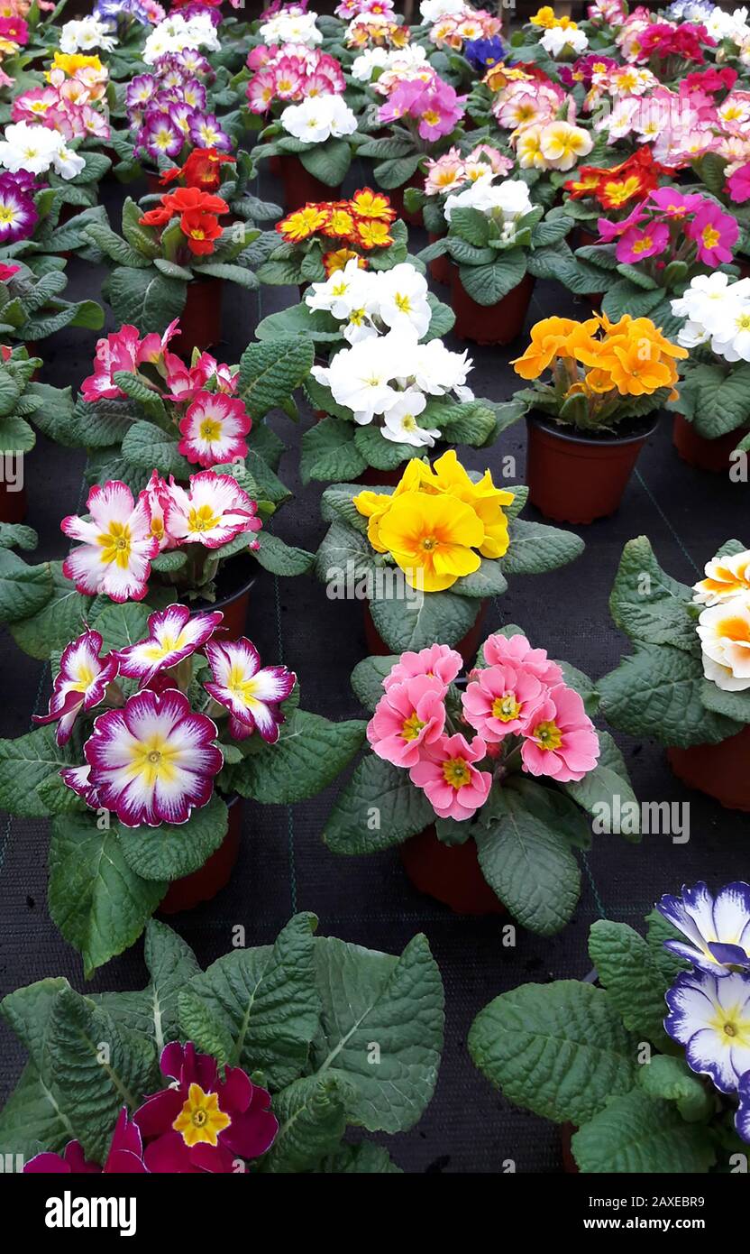 Mixed colour primroses , Droitwich Spa, England, United Kingdom, 11/02 ...