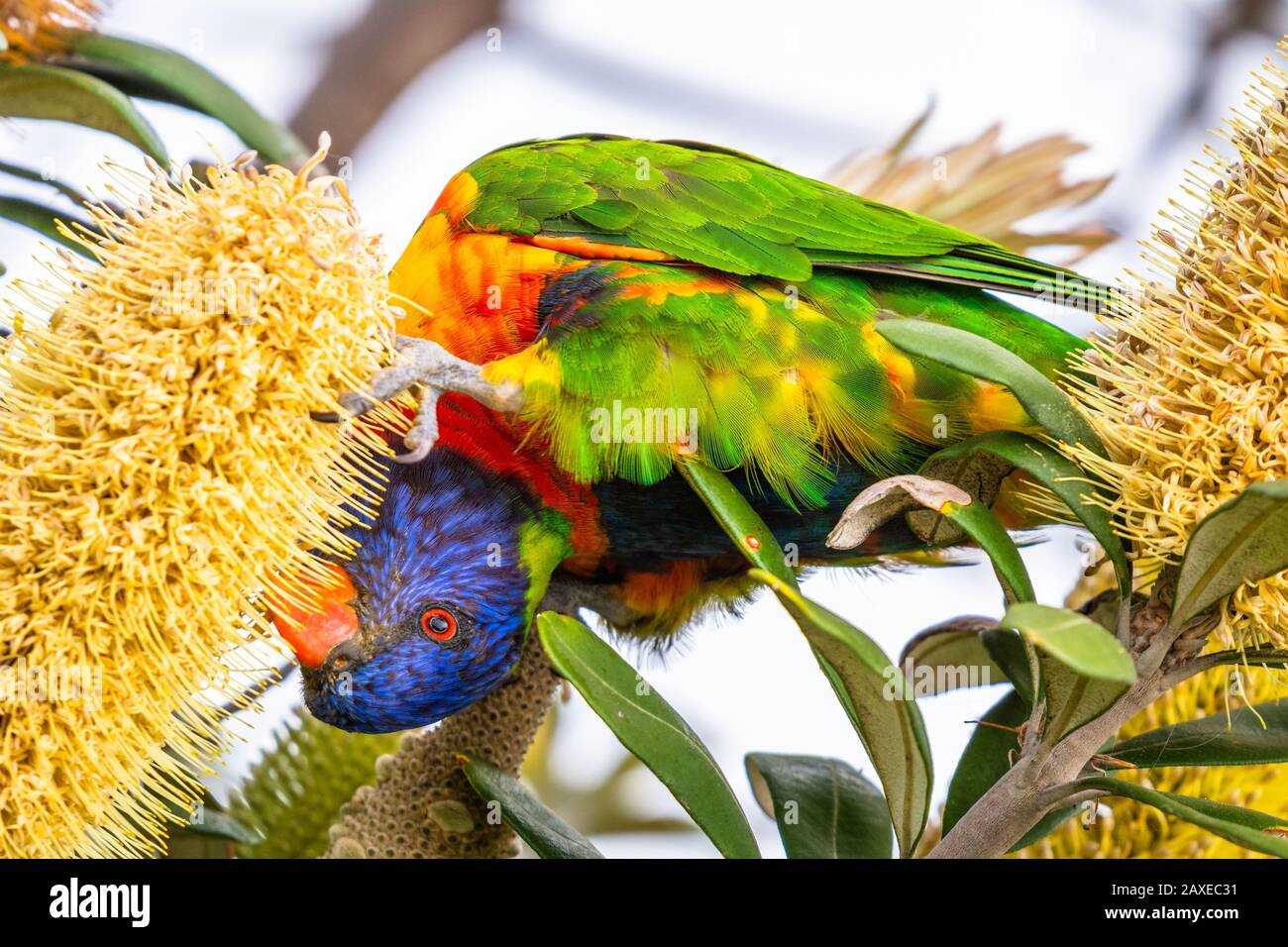 Isolated rainbow lorikeet seeking nectar on a tree in Sydney Stock ...