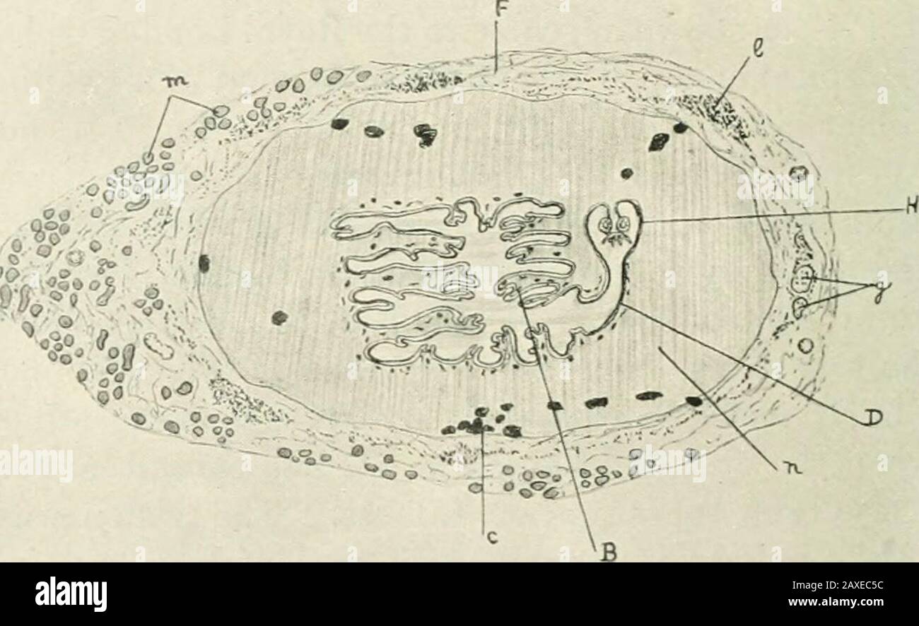 Simple cyst hi-res stock photography and images - Alamy