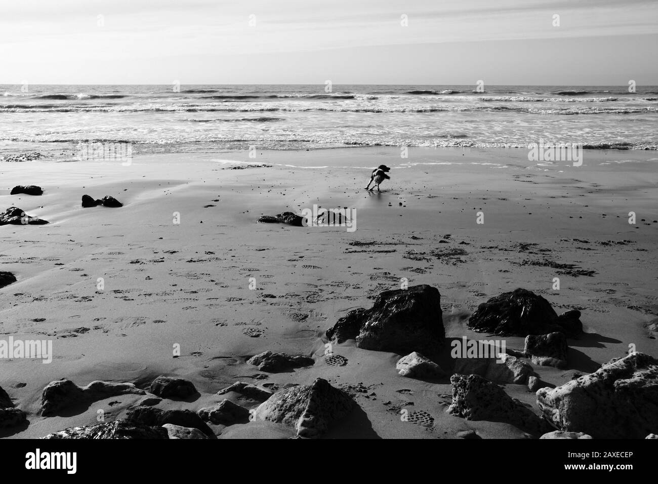 Dog running on wild rugged sandy beach seashore shoreline by the sea ...