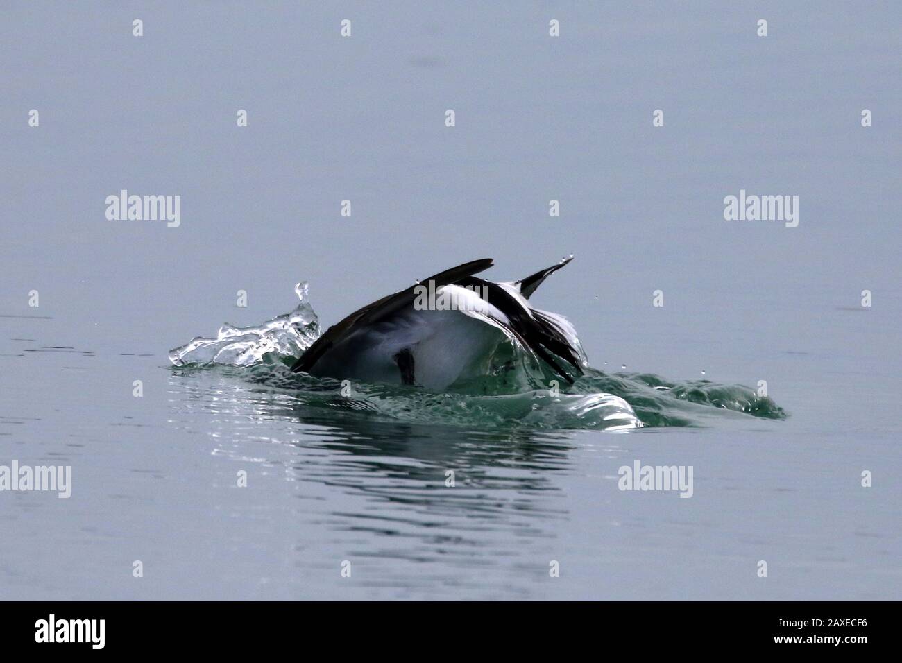 Long Tailed drake on lake Stock Photo - Alamy