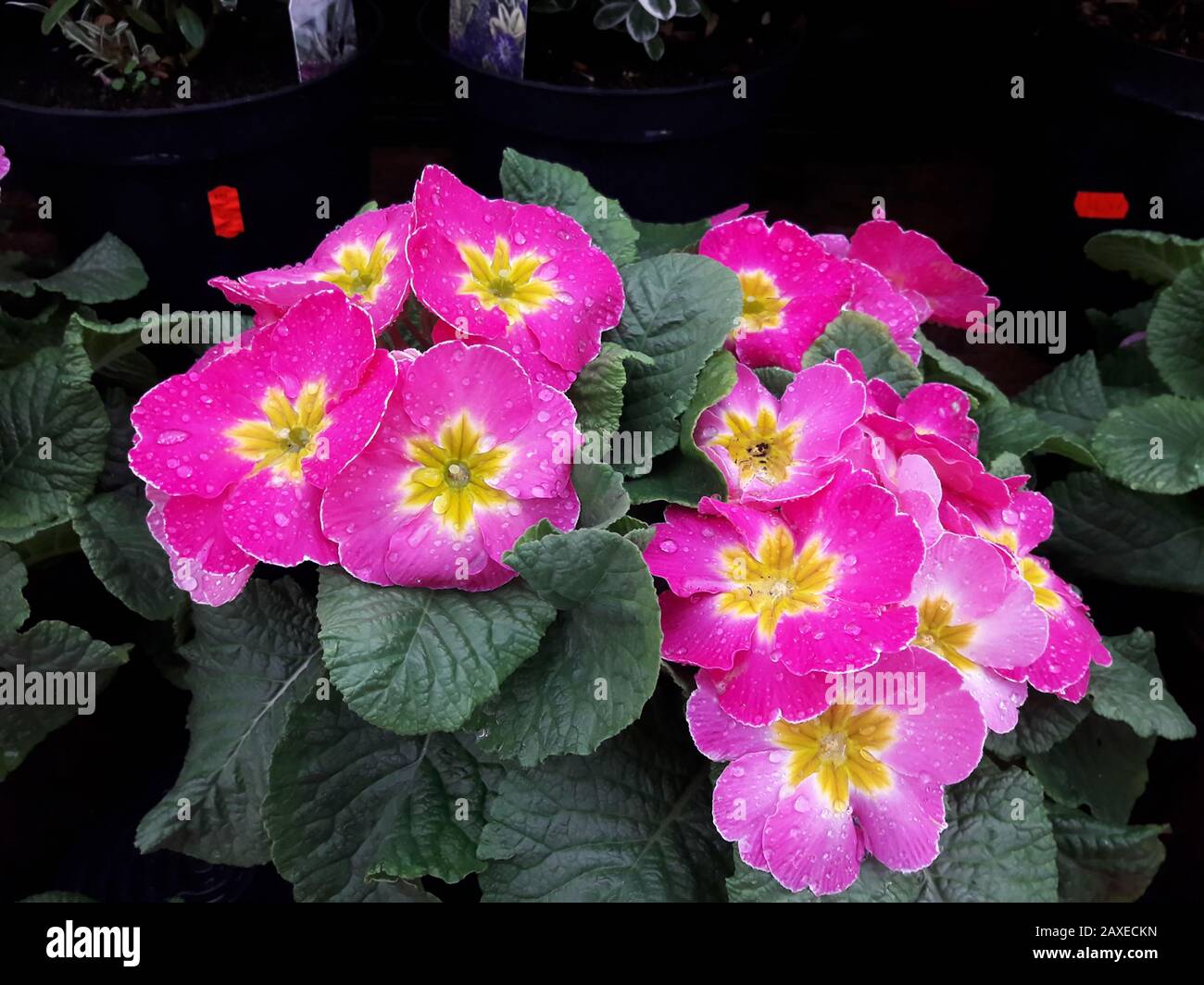 Pink Primroses , Droitwich Spa, England, United Kingdom, 11/02/2020 ...