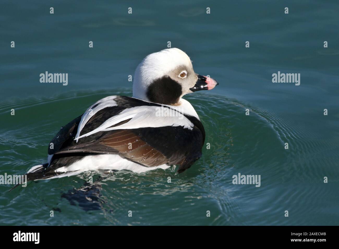 Long Tailed drake on lake Stock Photo - Alamy