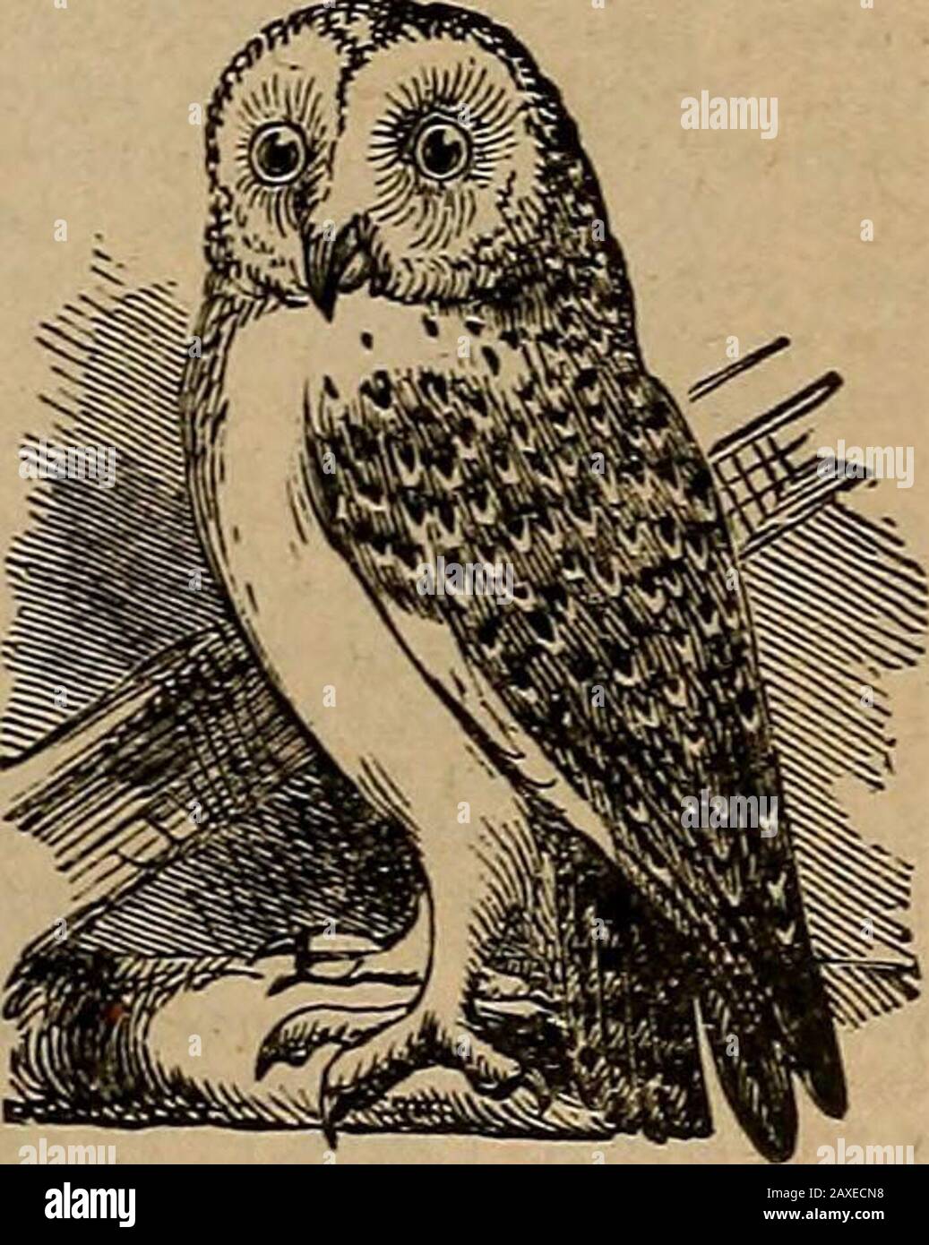 Webster's practical dictionary; a practical dictionary of the English ...