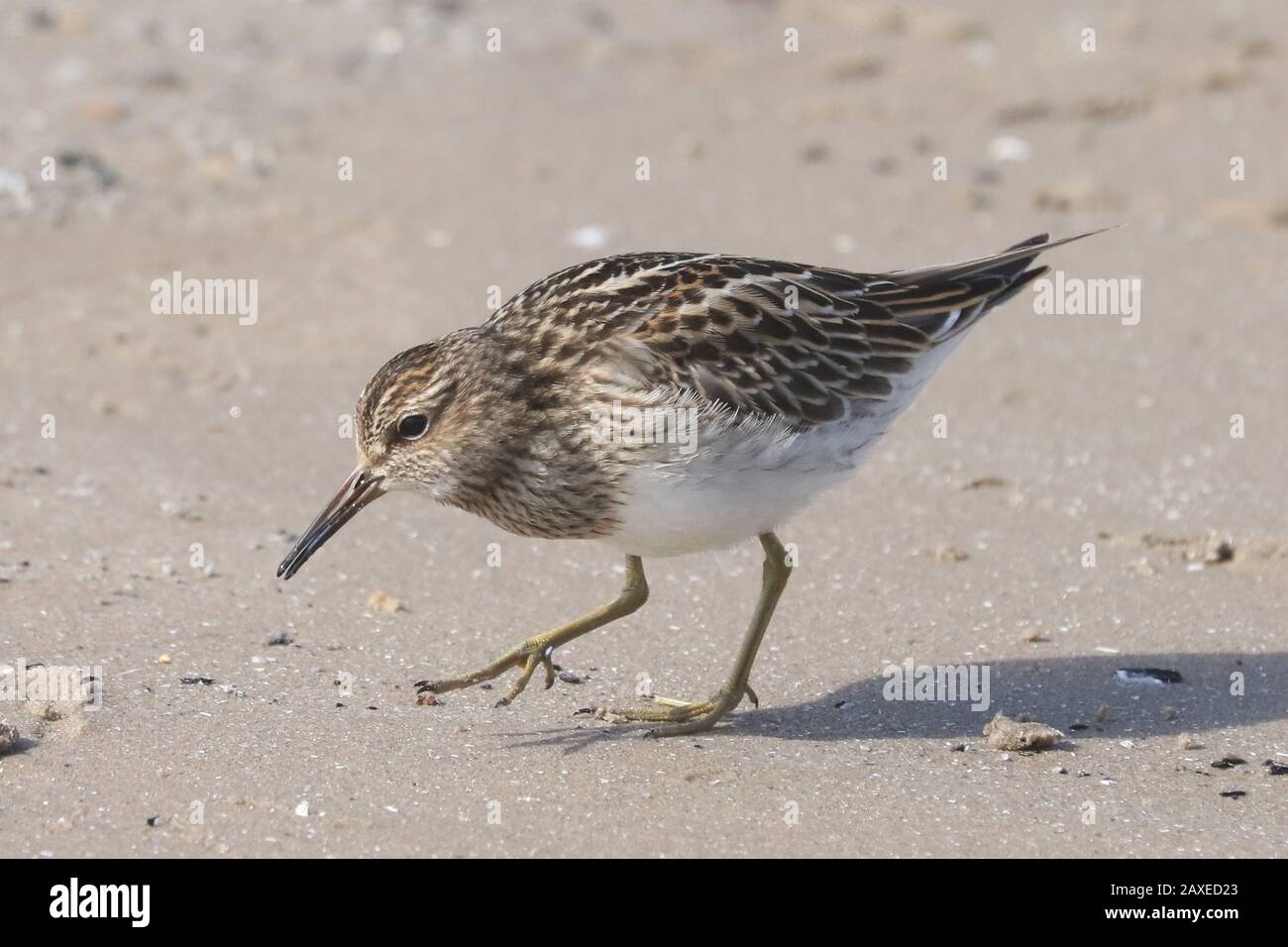 Pectoral sandpiper on shoreline Stock Photo - Alamy