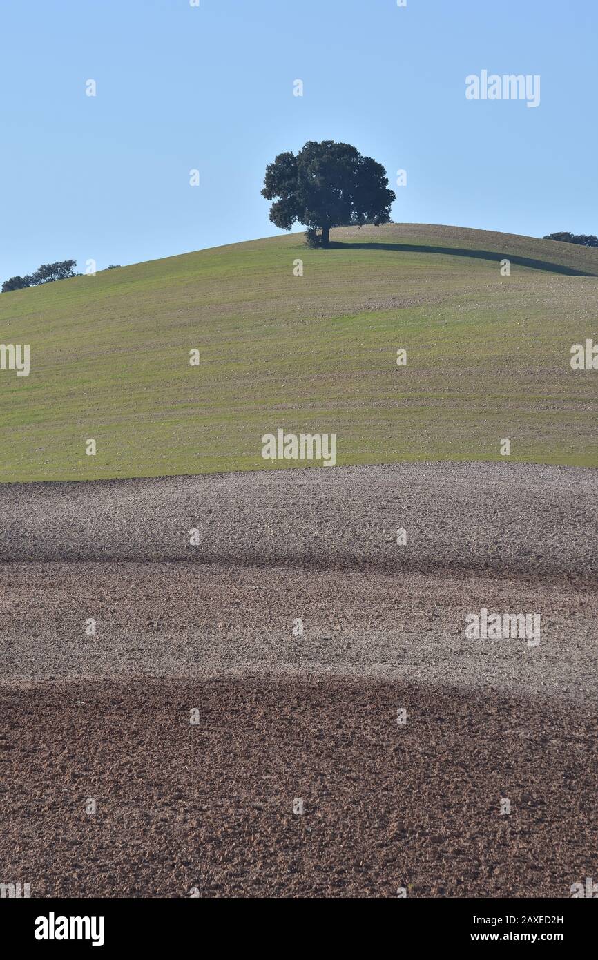 Andalusian countryside landscape with different colors and a lonely oak ...
