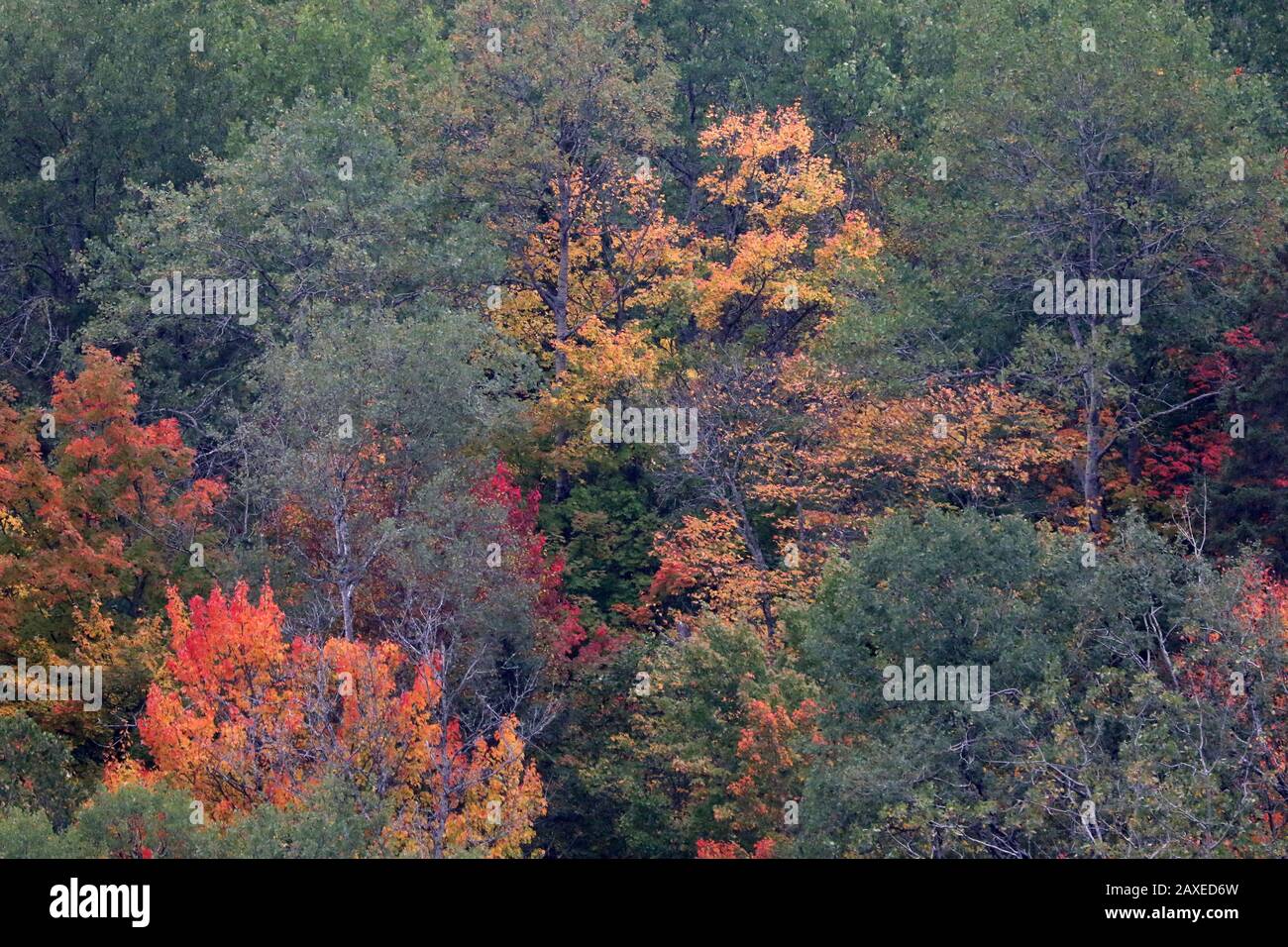 Fall Scenic Algonquin Park Stock Photo - Alamy