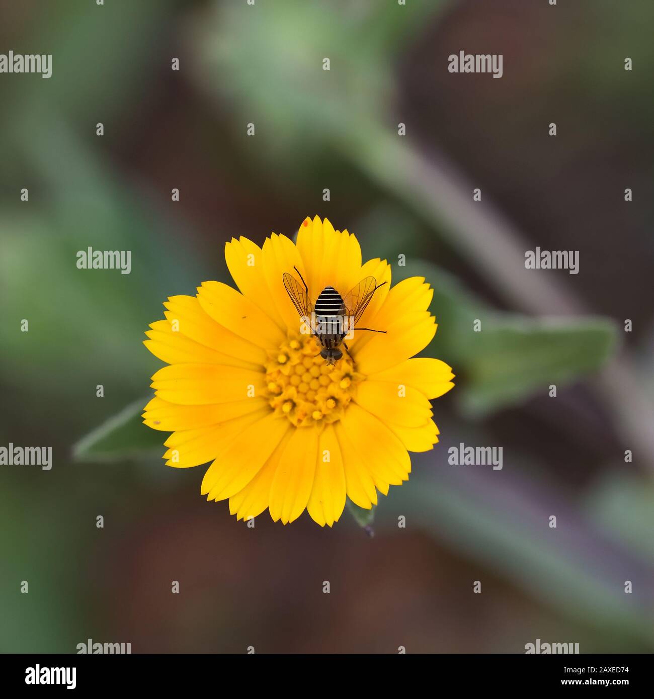 Diptera with stripes on yellow meadow flowers Stock Photo - Alamy