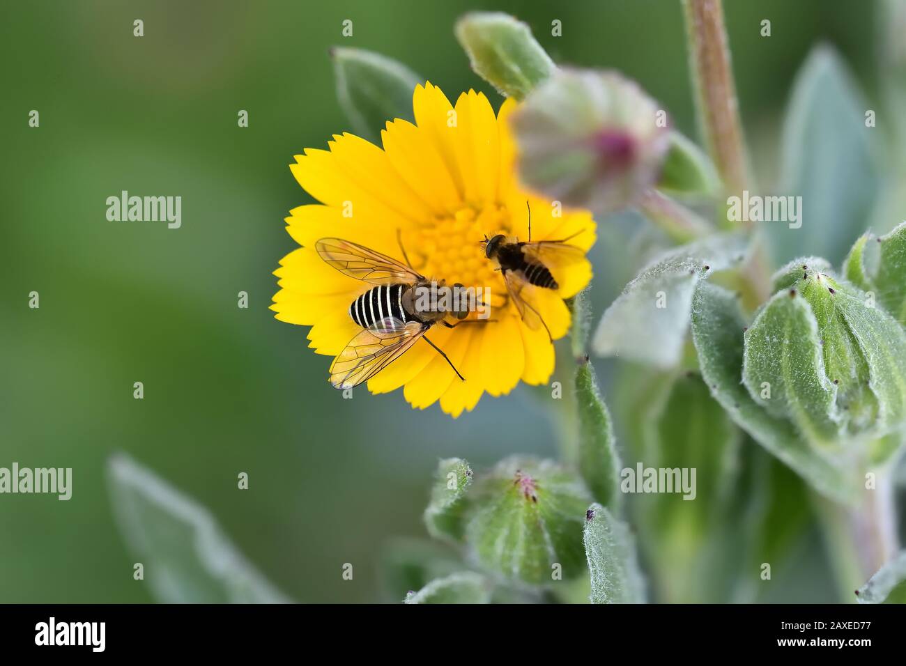 Diptera with stripes on yellow meadow flowers Stock Photo - Alamy