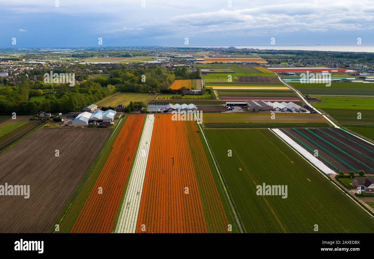 Aerial view of tulip planted fields in the Keukenhof district. Spring ...