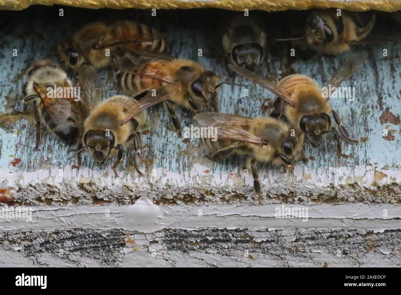 Raising honey bees hi-res stock photography and images - Alamy