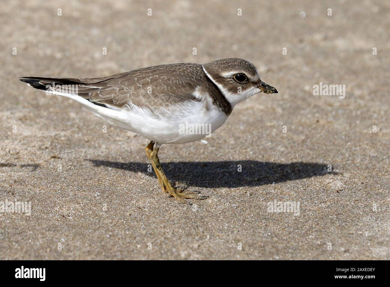 Semi Palmated Plover on shoreline Stock Photo - Alamy