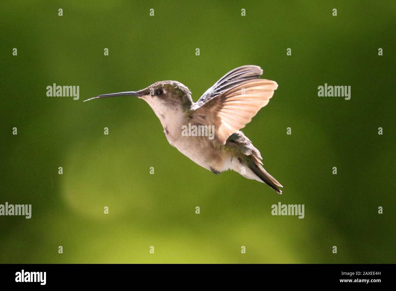 Shades of ruby hi-res stock photography and images - Alamy