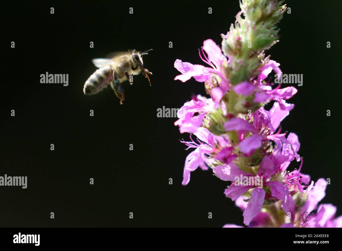 Raising honey bees hi-res stock photography and images - Alamy