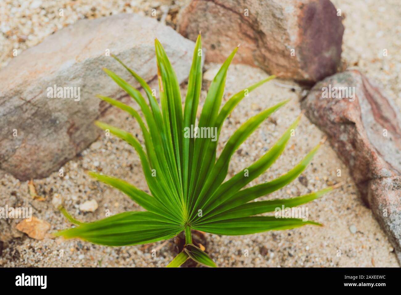 tiny palm tree leaf growind low on the ground before developing into a tree shot outdoor in ...